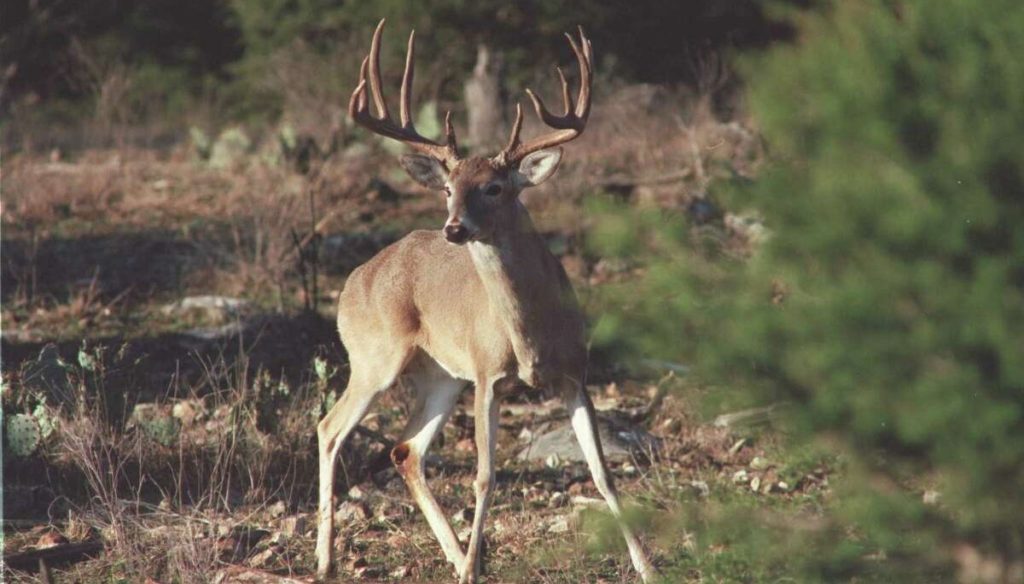 Deer Management | Manage for Better Whitetail!