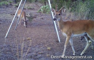 Cactus Bucks | Velvet-Covered Antlers Year-Round | Deer Management