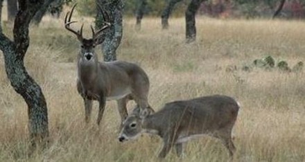 Blue Tongue and EHD Disease in White-tailed Deer | Deer Management