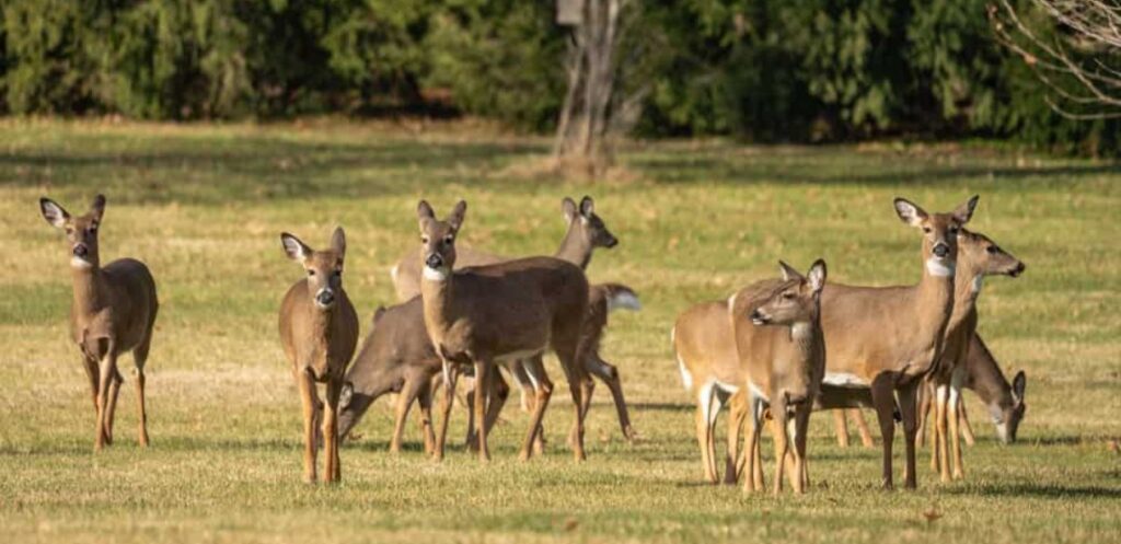 Deer Management | Manage for Better Whitetail!