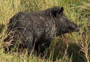 The Russian Wild Boar