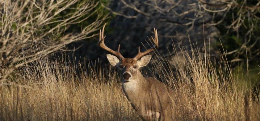 Deer Management Company | Texas Wildlife Management Services
