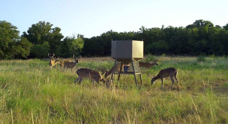 Best Feeder Times for Whitetail Hunting | Whitetail Hunting
