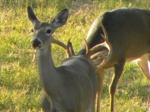 Whitetail Deer Mating – The Fall Breeding Season | Whitetail Hunting