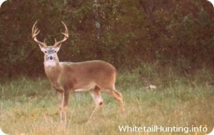 Doe with Antlers - Doe with Horns? | Whitetail Hunting