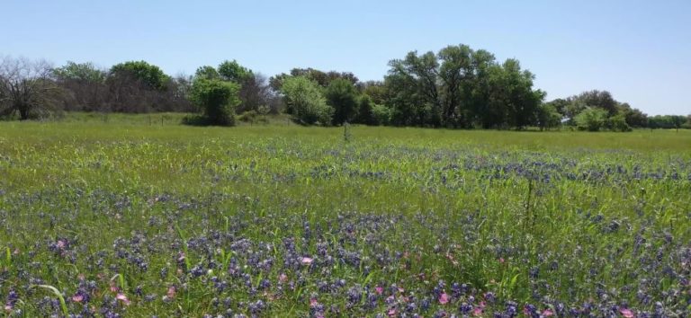 1-D-1 Wildlife Management Plan | Wildlife Tax Valuation